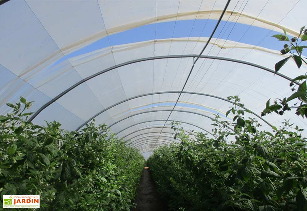 Serre professionnelle Richel en acier et polyéthylène 8 x 50 m - - Richel